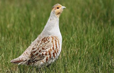 Hunting seasons open this weekend | News | lewistownnews.com