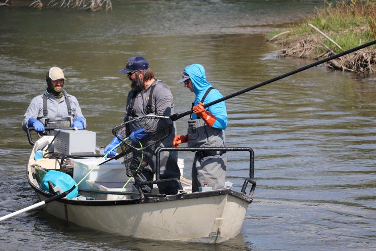 A shocking way to assess fish populations | News | lewistownnews.com