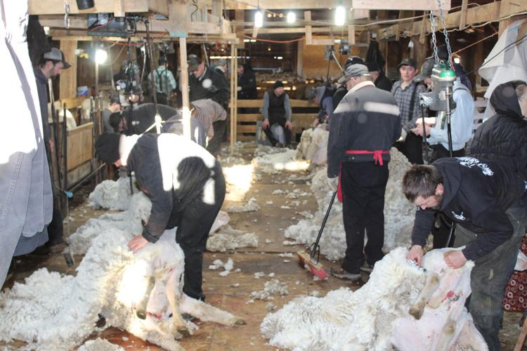 Shear Perfection: Nearly 1,000 sheep shorn at Surprise Creek Colony ...