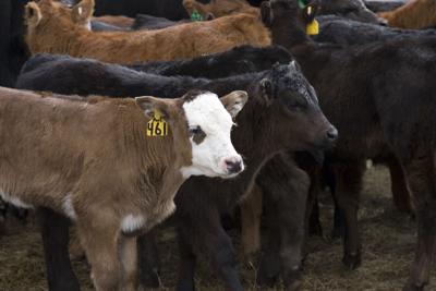Central Montana seeing strong feeder calf market | News | lewistownnews.com
