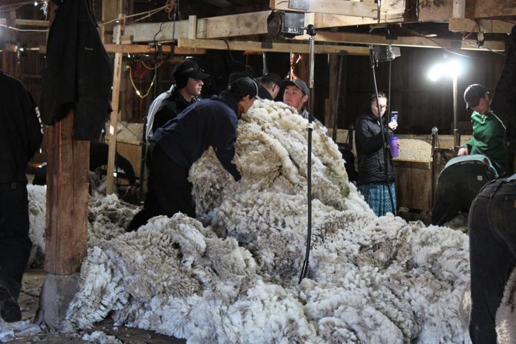 Shear Perfection: Nearly 1,000 sheep shorn at Surprise Creek Colony ...
