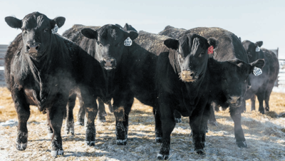Hilltop Angus Ranch holds best production sale to date | News ...
