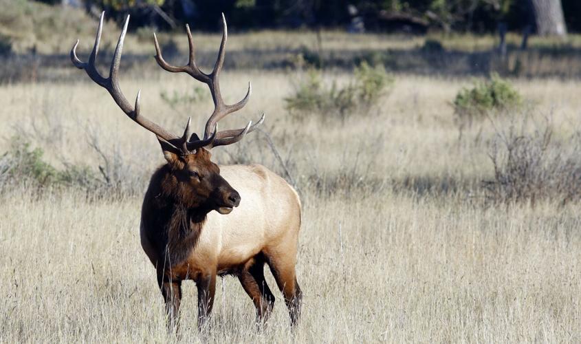 Good news for elk-watchers: CMR bridge expected to be repaired by Sept ...