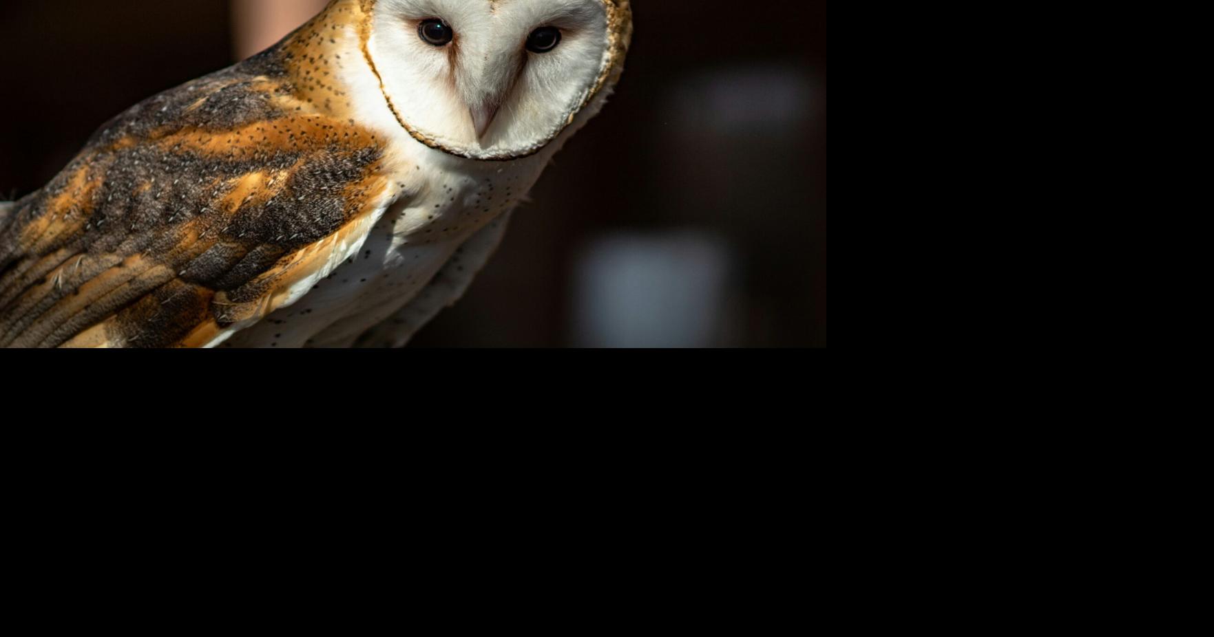 ECO-Critters series features new Barn Owl ambassador from ZooMontana ...