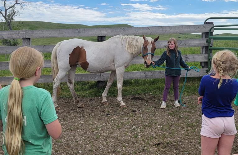 Busy Bees take 4-H livestock tour | News | lewistownnews.com