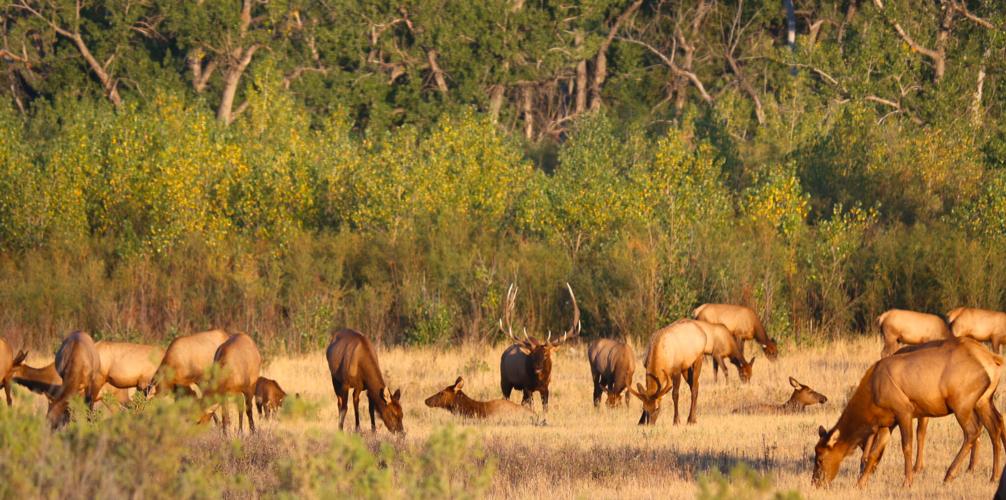 Elk begin gathering at Slippery Ann Viewing Area | News | lewistownnews.com