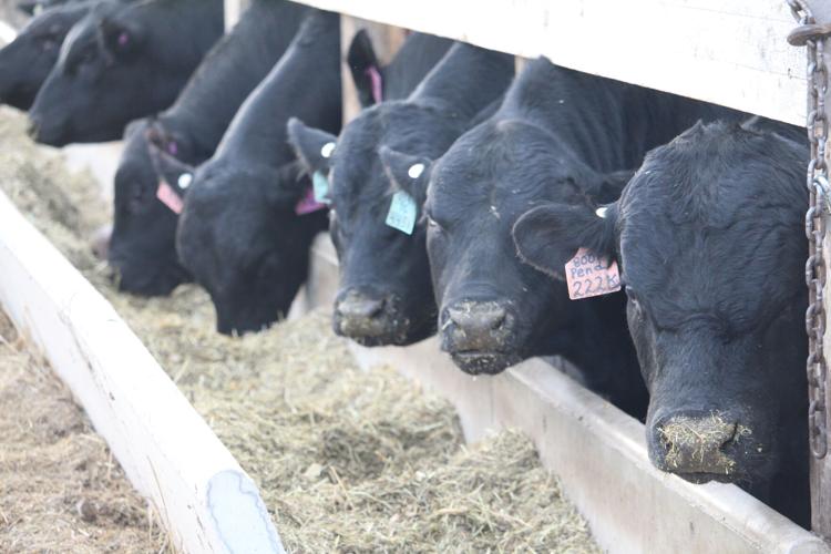 Bull sale season kicks off with Gateway Simmental, Lucky Cross Sale ...