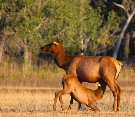 Elk begin gathering at Slippery Ann Viewing Area | News | lewistownnews.com