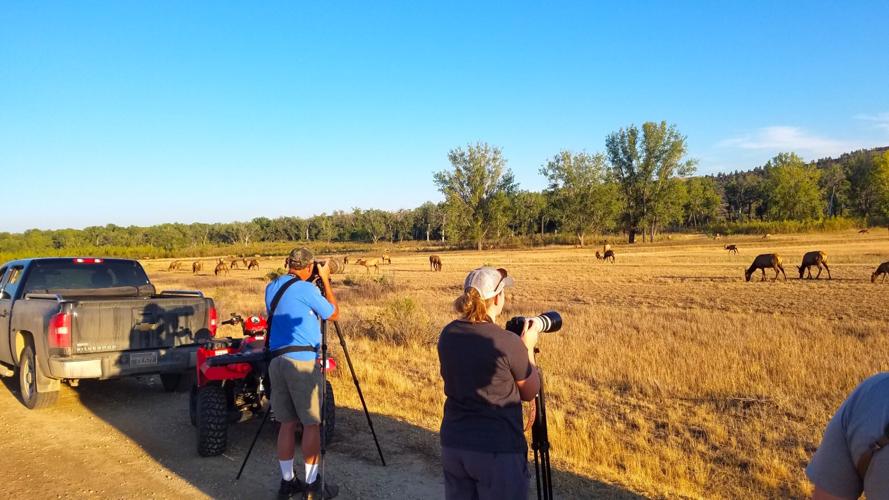 Elk begin gathering at Slippery Ann Viewing Area | News | lewistownnews.com