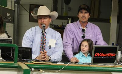 Rockin L Genetics and Snowy Mountain Angus hold annual bull sale | News ...