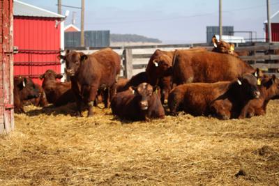 Westphal Red Angus holds March 27 bull sale | News | lewistownnews.com