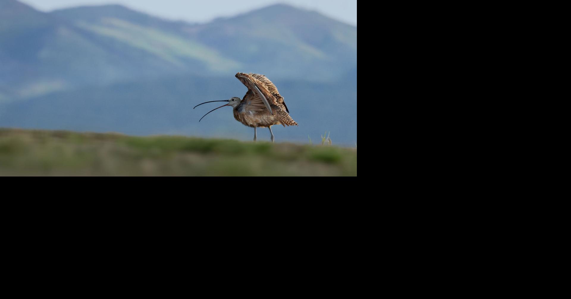 RUCKUS: Bird photography on display at Lewistown studio | News ...