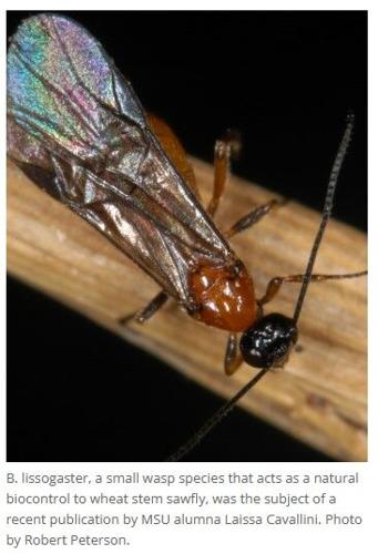 Wheat Stem Sawfly growing concern with Great Plains producers | News ...