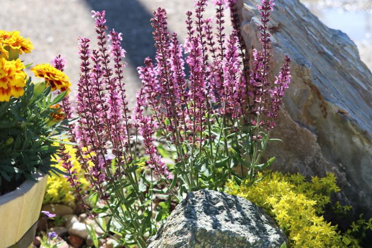 Designing Beauty: Hidden garden a delight to the senses | News ...