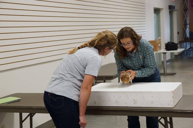 CMTFAIR 2024: Pocket Pets and Cat Show | News | lewistownnews.com