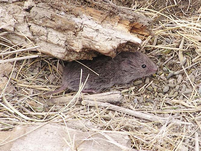 The secret life of Central Montana’s most common prey species | Montana ...