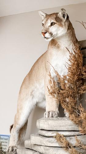 PREDATOR SERIES: Ghosts of the Prairie: Apex predators still roam ...