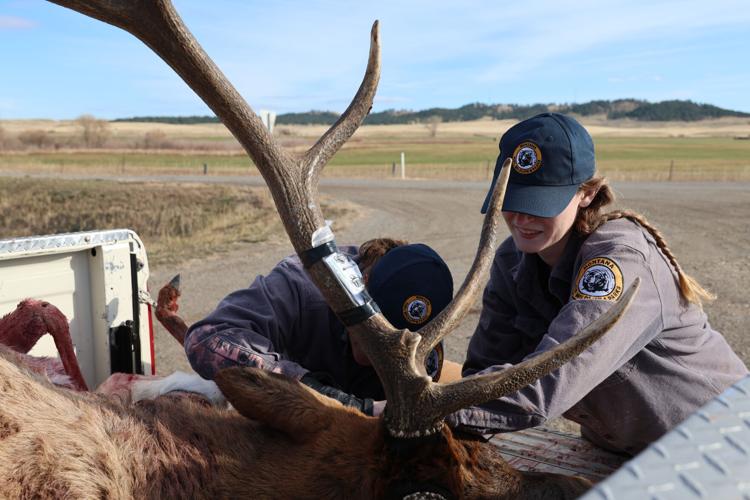 An island in a sea of CWD | News | lewistownnews.com