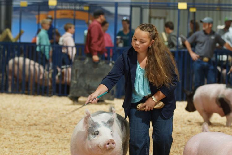 Nathan, Alex and Macy Long pit their pigs against each other at Central ...