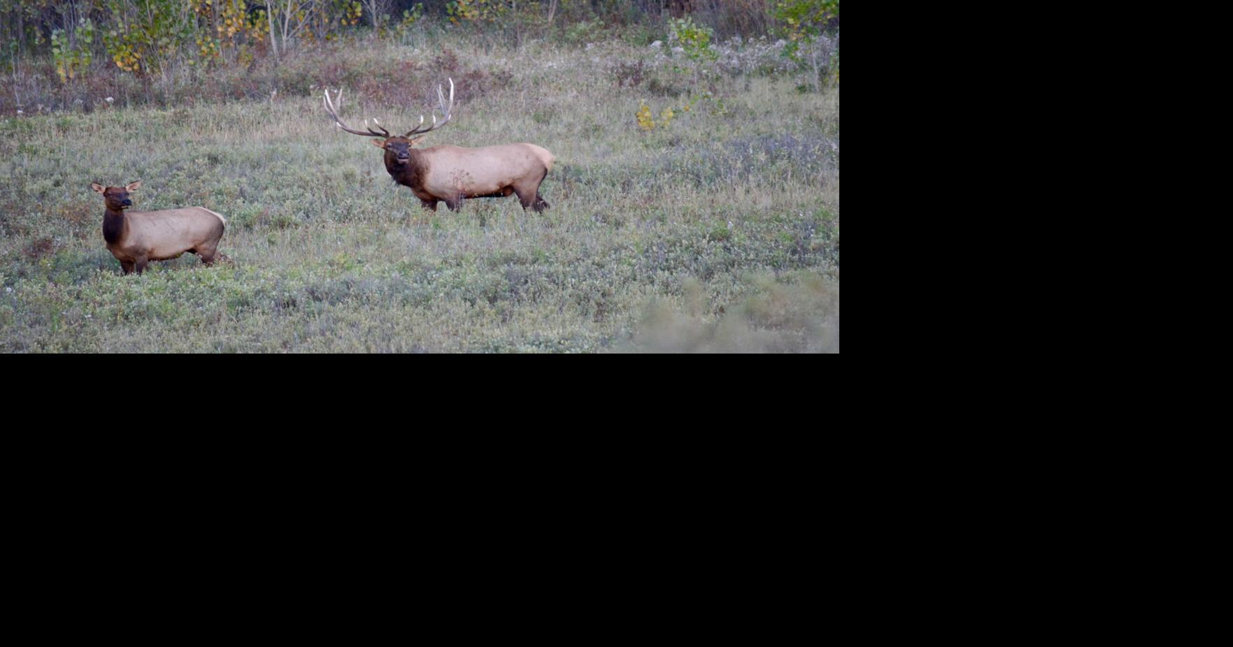 Encountering elk at Slippery Ann | News | lewistownnews.com