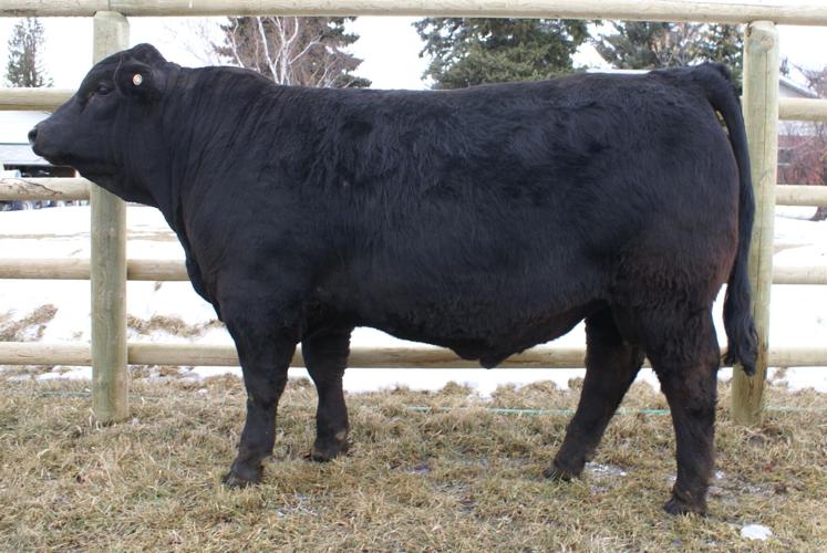 Danell Diamond Six Ranch bull sale results | Auction | lewistownnews.com