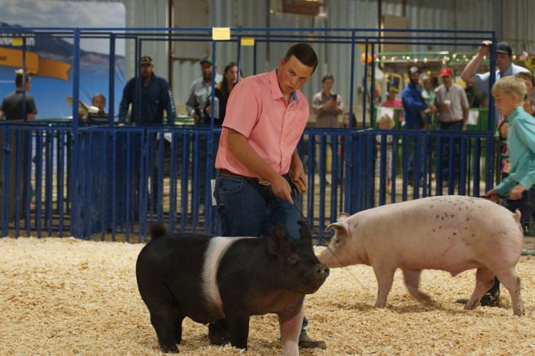 Nathan, Alex and Macy Long pit their pigs against each other at Central ...