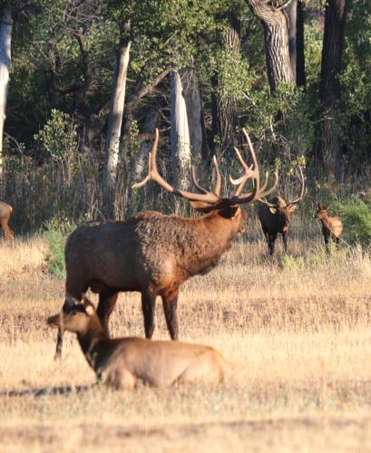 Elk begin gathering at Slippery Ann Viewing Area | News | lewistownnews.com
