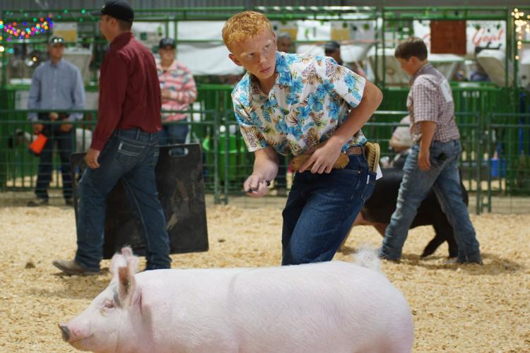 Nathan, Alex and Macy Long pit their pigs against each other at Central ...