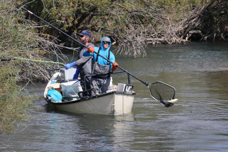 A shocking way to assess fish populations | News | lewistownnews.com
