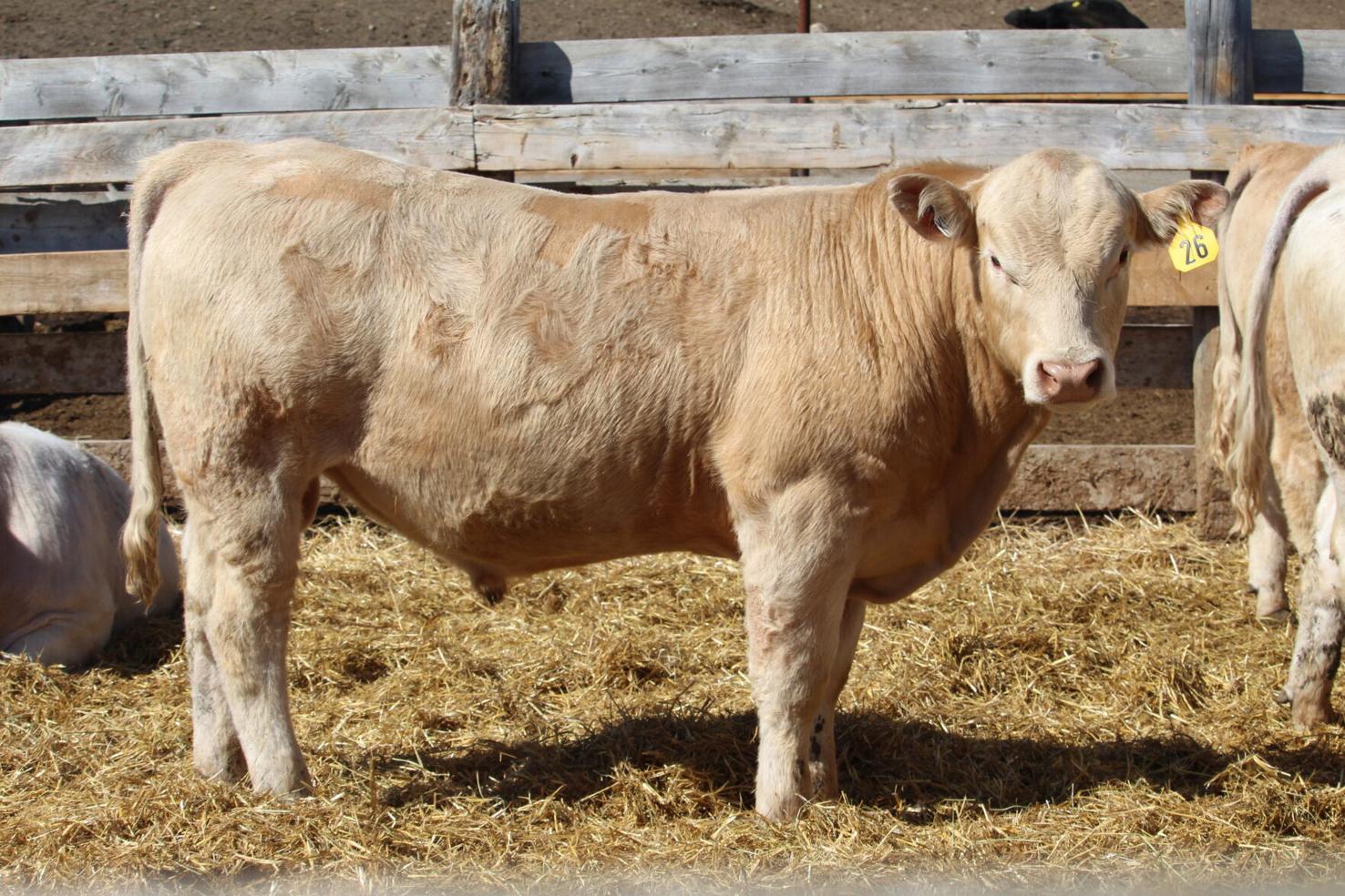 Brevig Charolais holds Cattlemen’s Value Bull Sale | News ...