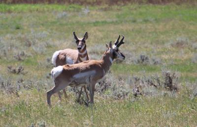June designated as Montana Rangeland Appreciation Month | Agriculture ...