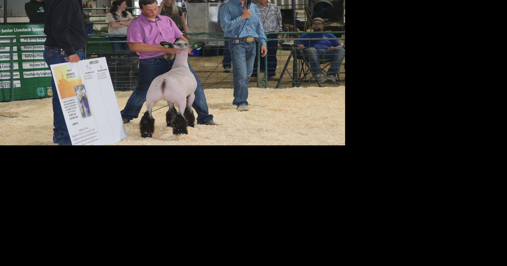 Special award for sheep showmanship goes to Nathan Long | News ...