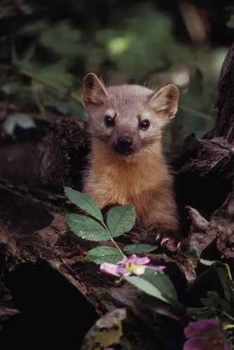 cute pine marten