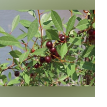 Fergus Conservation District taking tree orders | News | lewistownnews.com