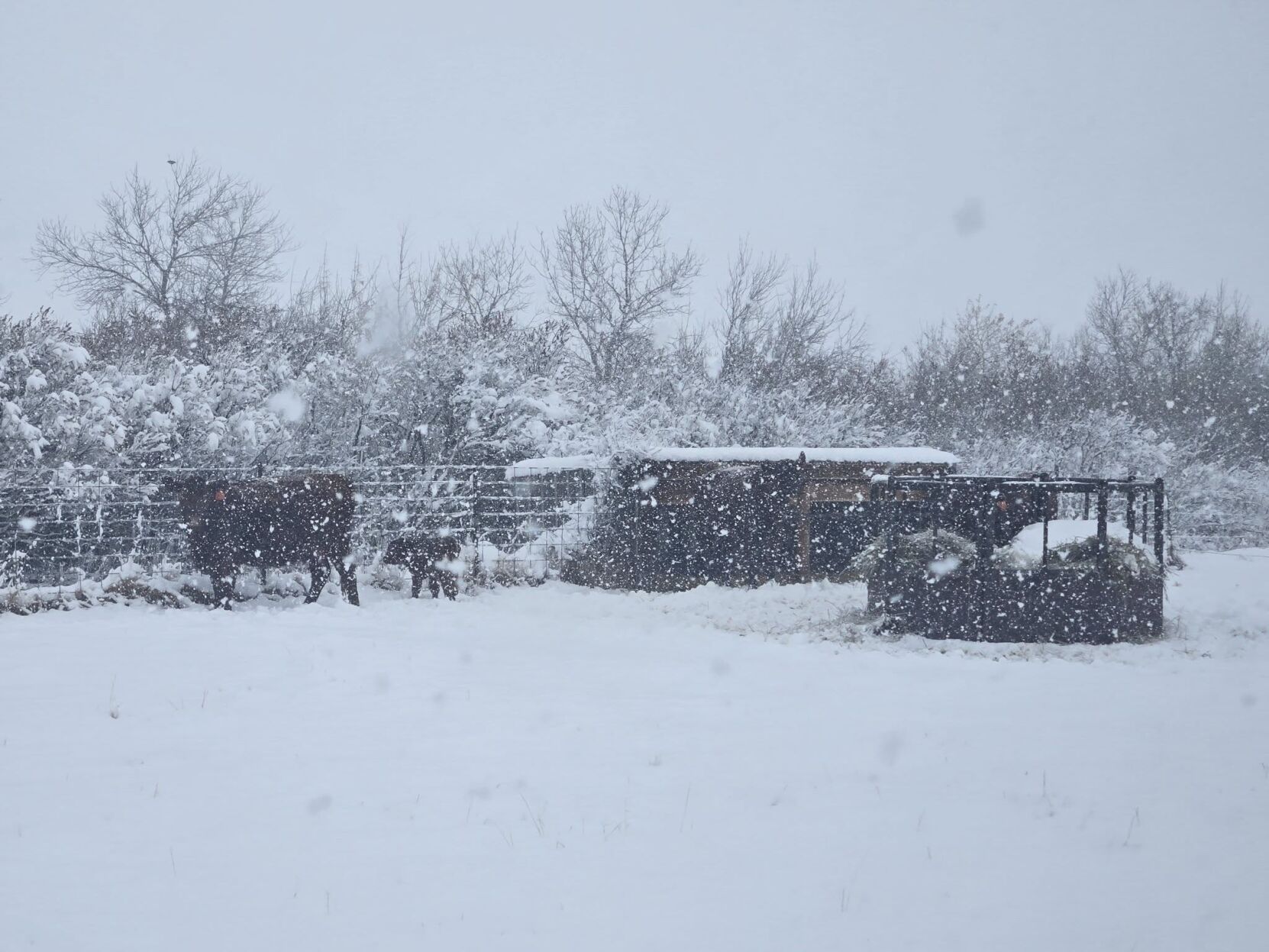 Blizzard conditions and heavy snow: must be spring in Central Montana ...