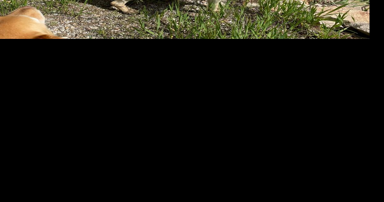 Flooding hits Fergus County, Lewistown roads | News | lewistownnews.com