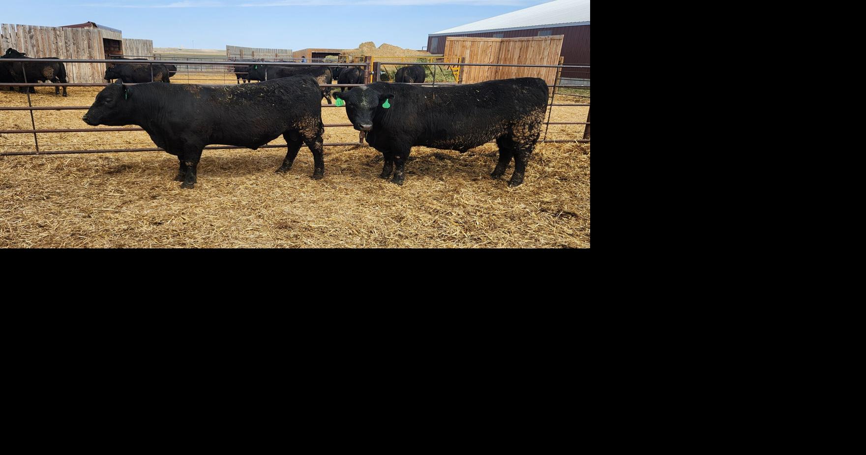 Carr Angus wraps up spring bull sale season | News | lewistownnews.com