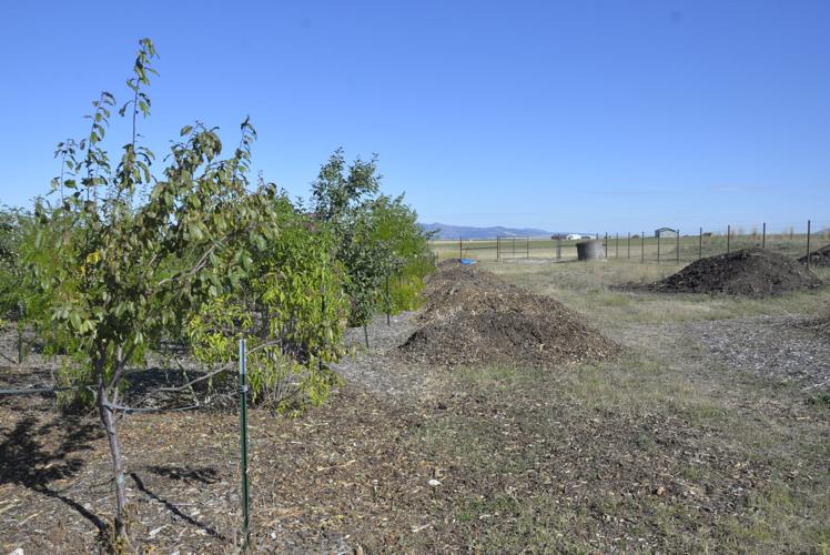 Fruits of labor: Orchard tour offers insight into growing fruit trees ...
