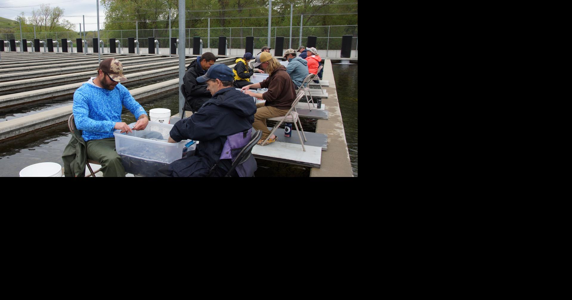 Annual fin clipping held at Lewistown Fish Hatchery | News ...