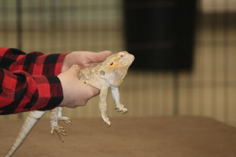 bearded goat promo code