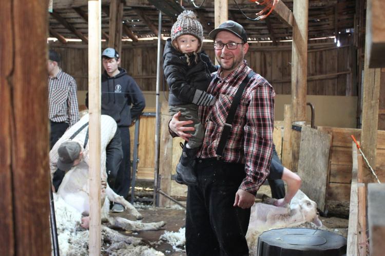 Shear Perfection: Nearly 1,000 sheep shorn at Surprise Creek Colony ...