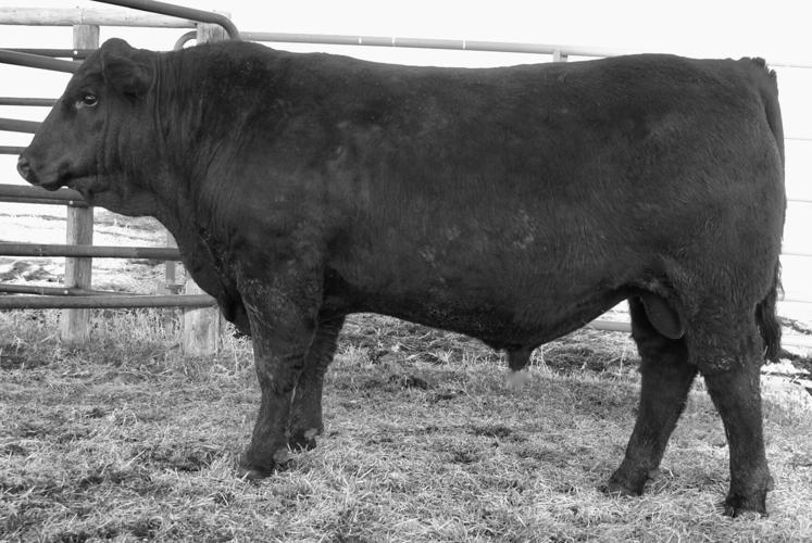 Danell Diamond Six Ranch bull sale results | Auction | lewistownnews.com