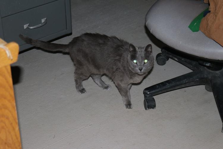George the cat returns after seven weeks missing | News | lewistownnews.com