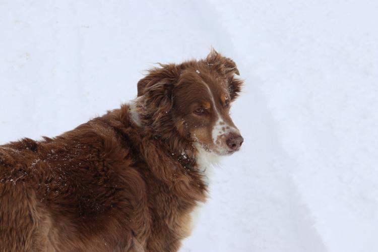 Weathering the weather: Caring for animals in extreme cold | News ...