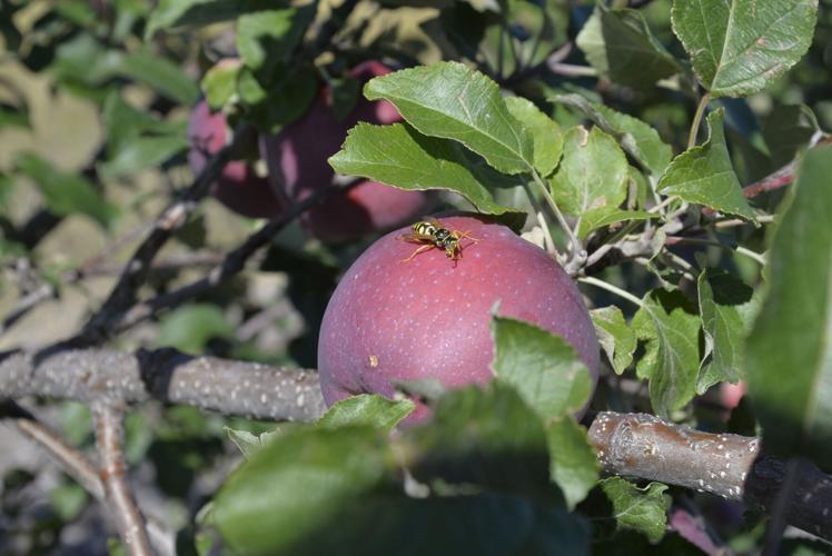 Fruits of labor: Orchard tour offers insight into growing fruit trees ...