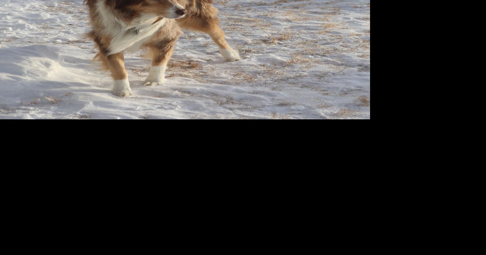 Weathering the weather: Caring for animals in extreme cold | News ...