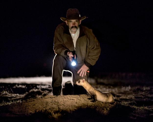 The black-footed ferret's attempted comebacks in Montana | News ...