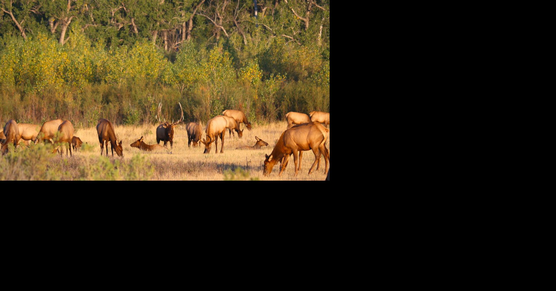 Judge sides with FWP, conservation groups in elk management lawsuit ...