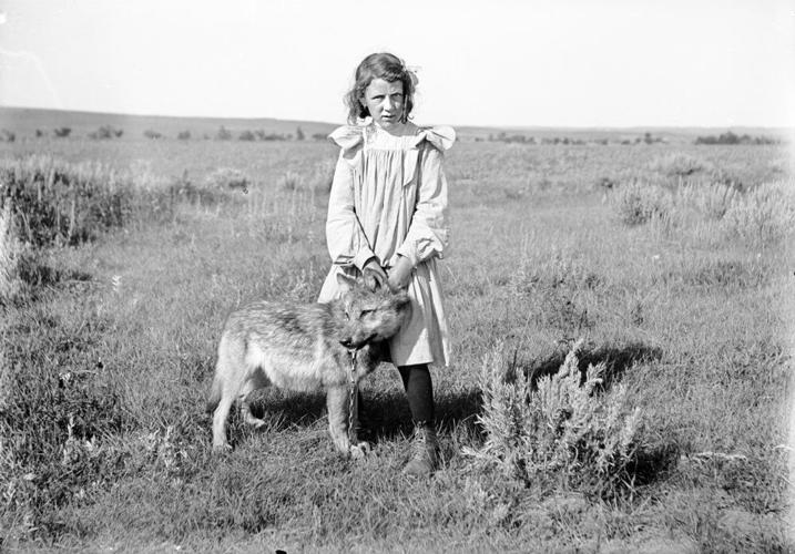 PREDATOR SERIES: Ghosts of the Prairie: Apex predators still roam ...