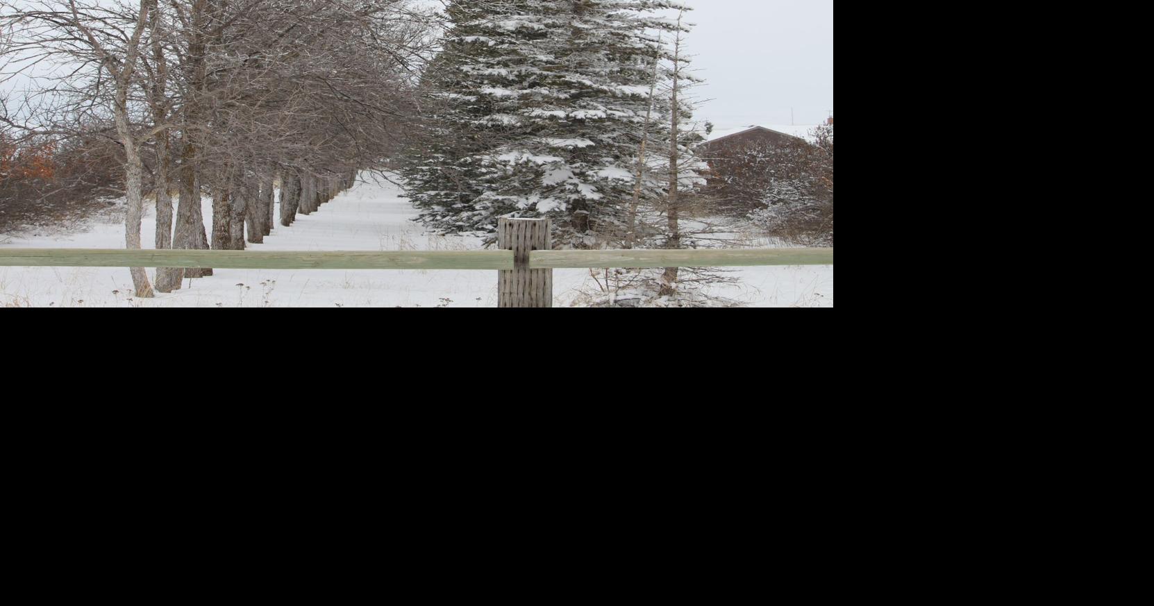 Trees available from Fergus Conservation District | News ...